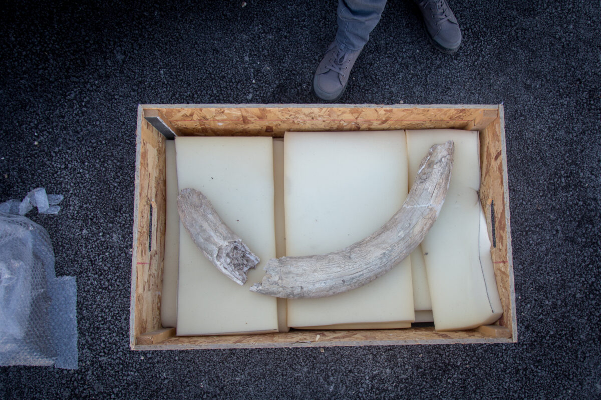 Science podcast digs for giant mammals that roamed Utah thousands of ...